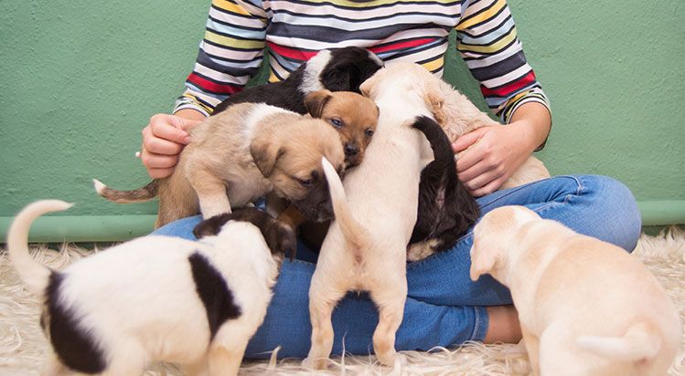 The Dog Breeds Most Attached to Humans