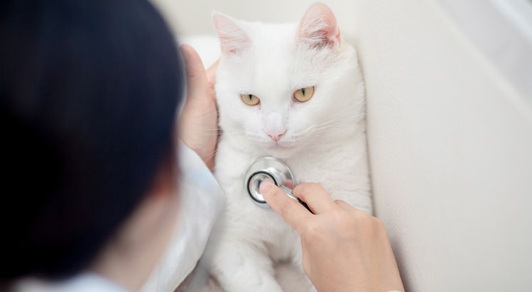 The Top 5 Genetic Diseases in Cats