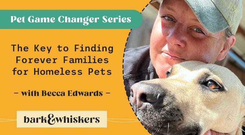 The Key to Finding Forever Families for Homeless Pets