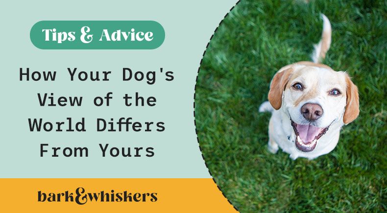 How Your Dog's View of the World Differs From Yours