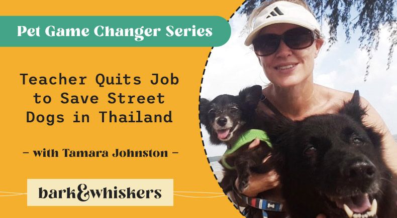 Teacher Quits Job to Save Street Dogs in Thailand