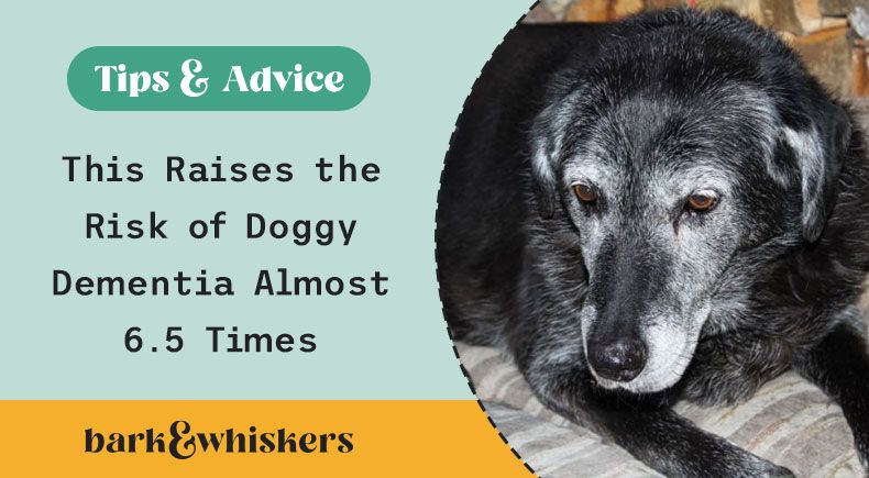 Canine Cognitive Decline