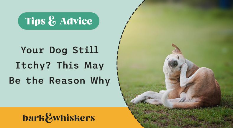 Why Is My Dog Still Itchy?