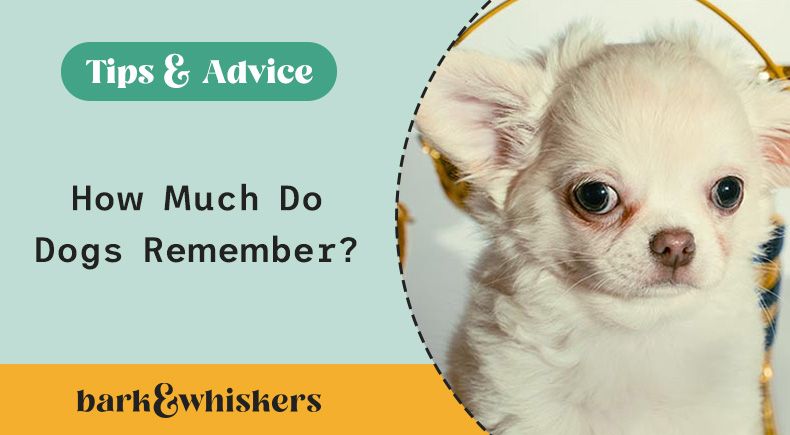 How Much Do Dogs Remember?