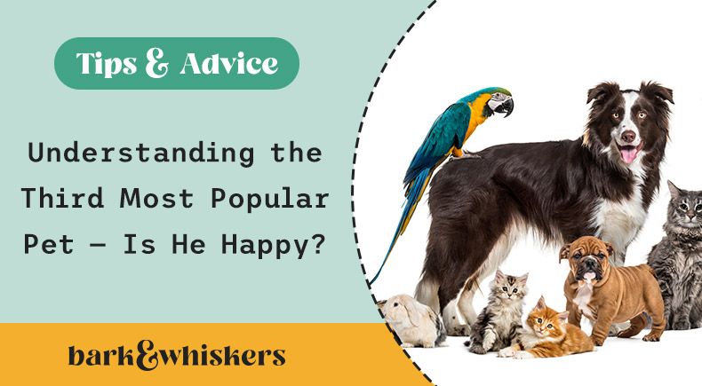 Understanding Rabbit Body Language