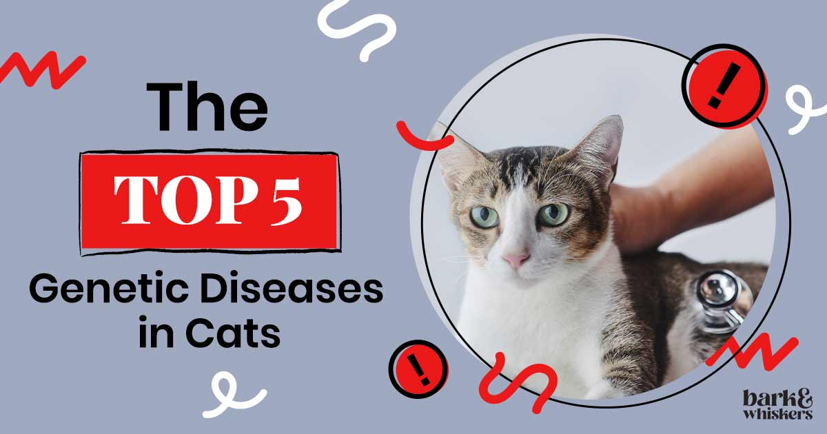 Genetic Disorders In Animals