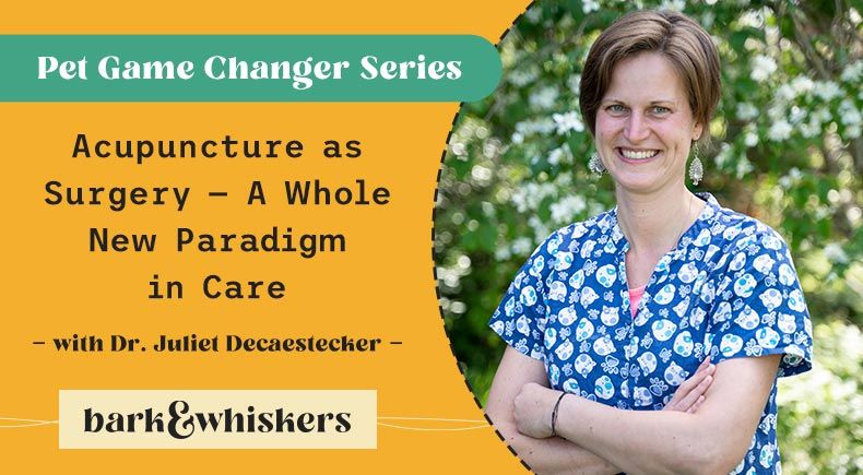 Veterinary Acupuncture as Surgery - A Whole New Paradigm in Care