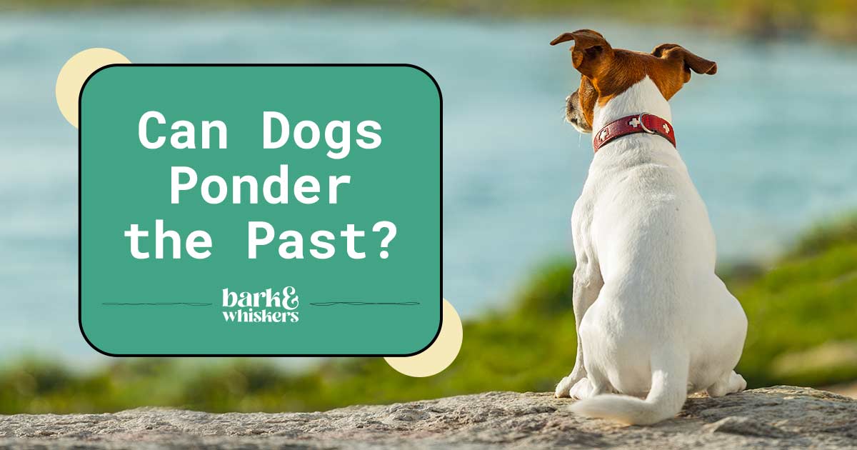Can Dogs Ponder the Past?