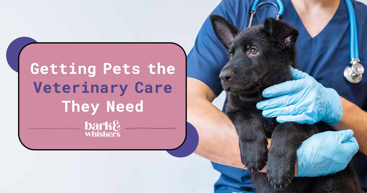 Mobile Vet Clinic Travels to Areas in Need