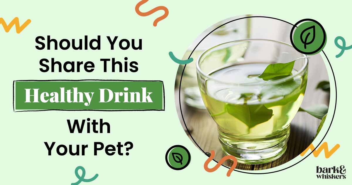 How Green Tea May Be Beneficial to Dog and Cat Health