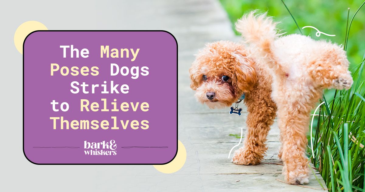 The Many Poses Dogs Strike to Relieve Themselves