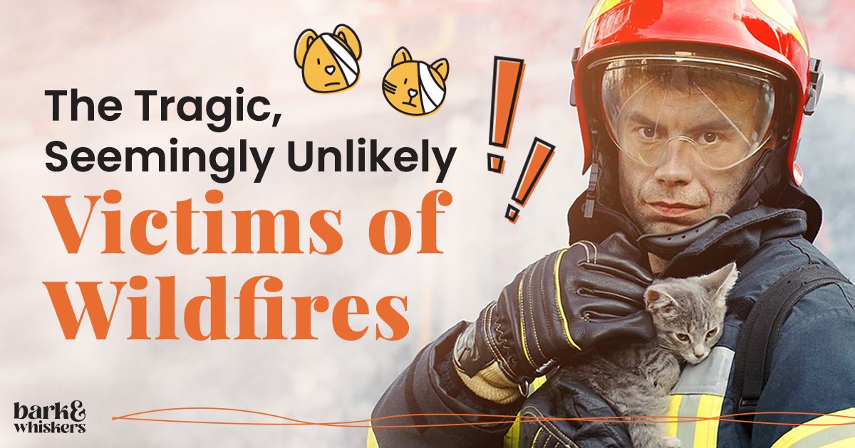 The Tragic, Seemingly Unlikely Victims of Wildfires