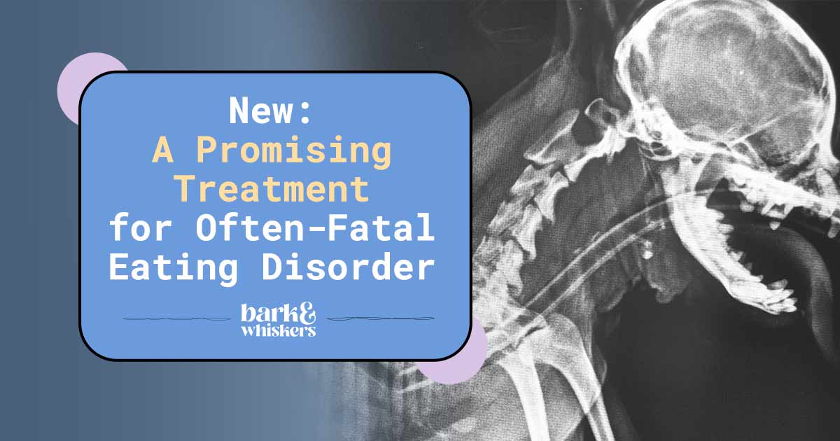 Promising Treatment for Megaesophagus Eating Disorder in Dogs