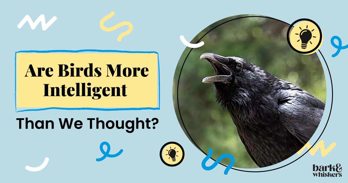 Are Birds More Intelligent Than We Thought?