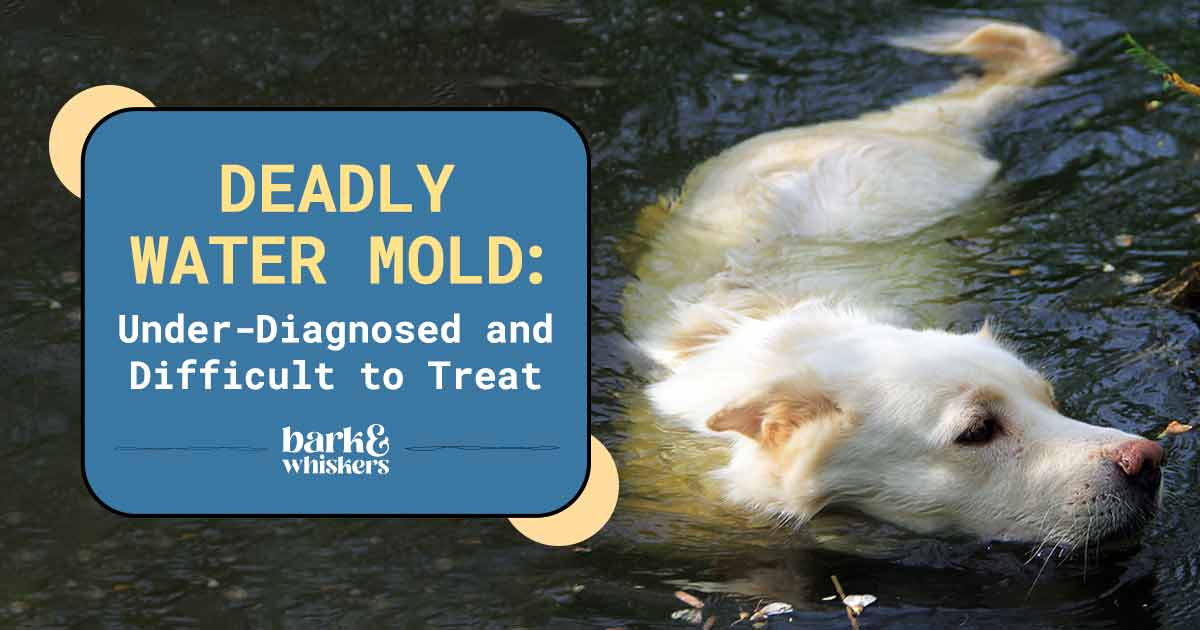 Pythiosis in Dogs: Under-Diagnosed and Difficult to Treat