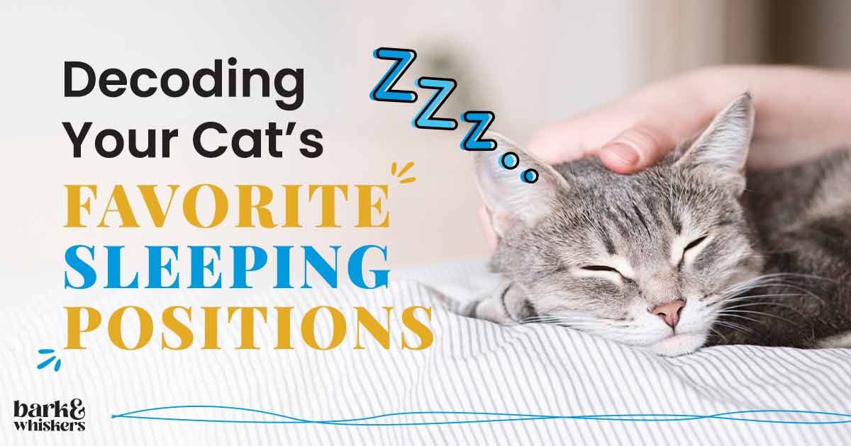 20 Ways Cats Sleep - and Why