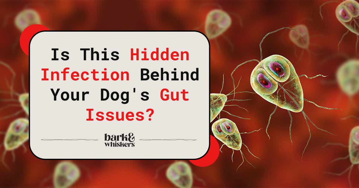 Giardia: Is This Hidden Infection Behind Your Dog's Gut Issues?