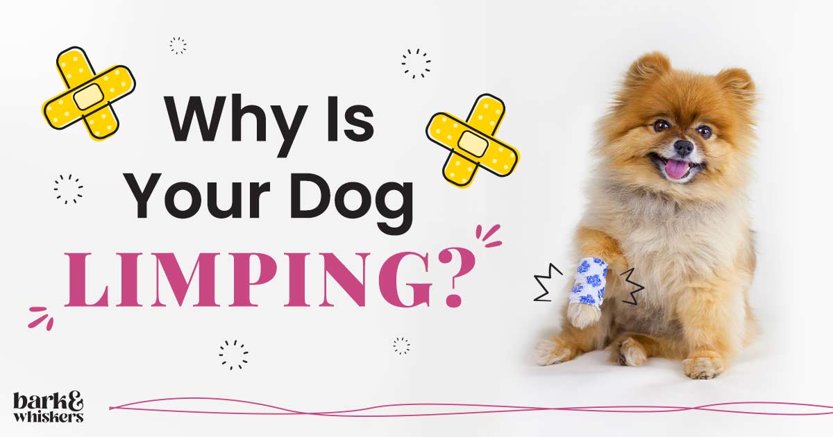 Why Is Your Dog Limping?
