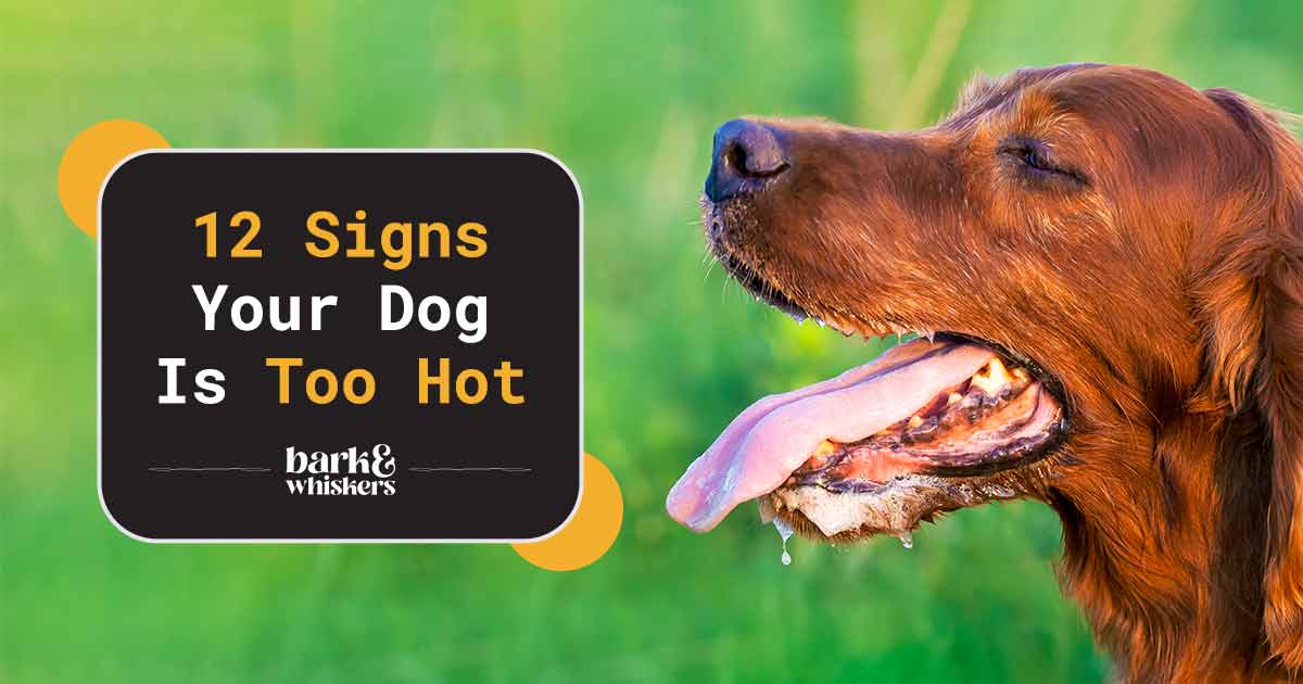 12 Signs Your Dog Is Too Hot