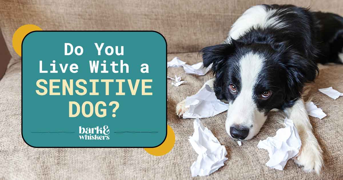 Do You Live With a Sensitive Dog?