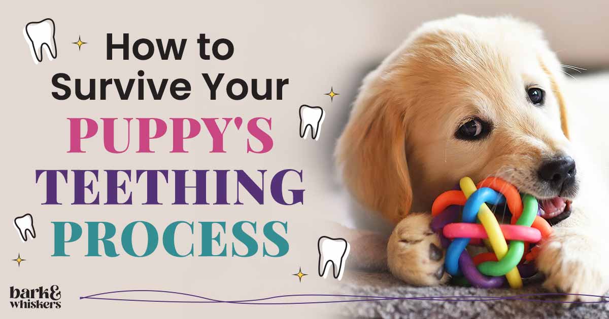 How to Survive Your Puppy's Teething Process