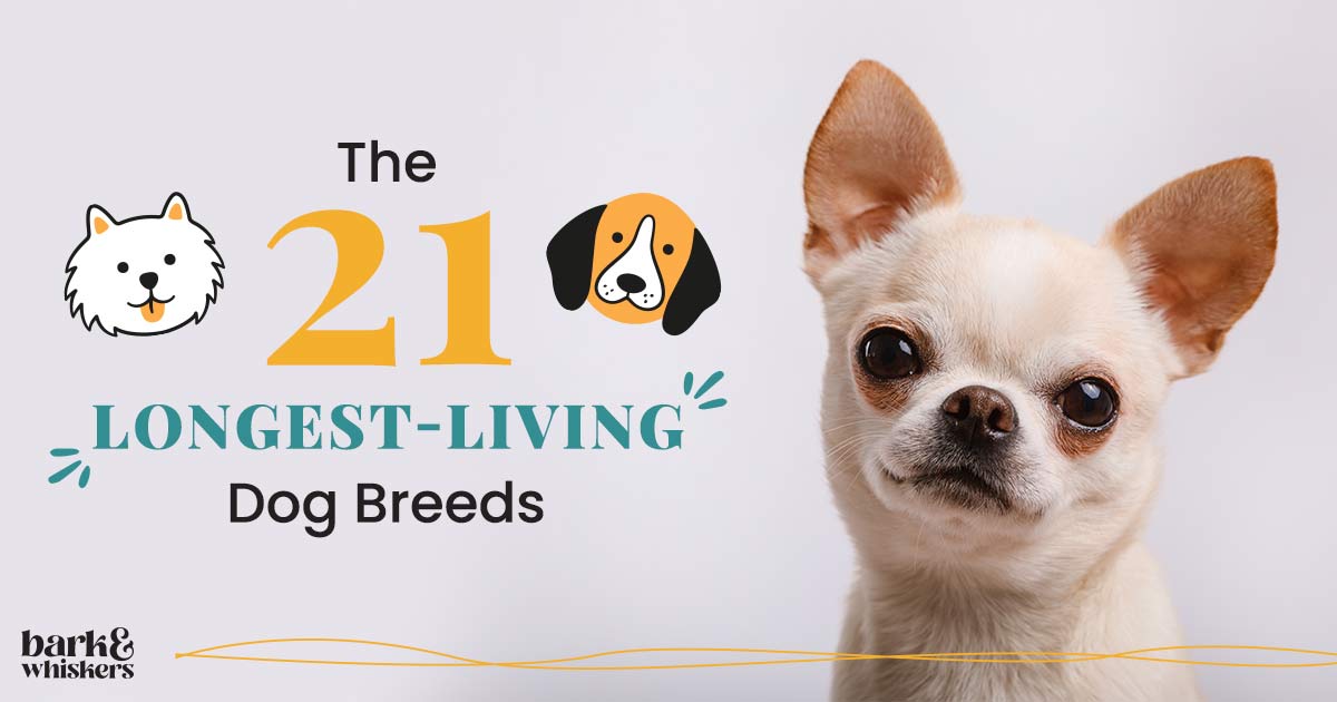 The 21 Longest-Living Dog Breeds