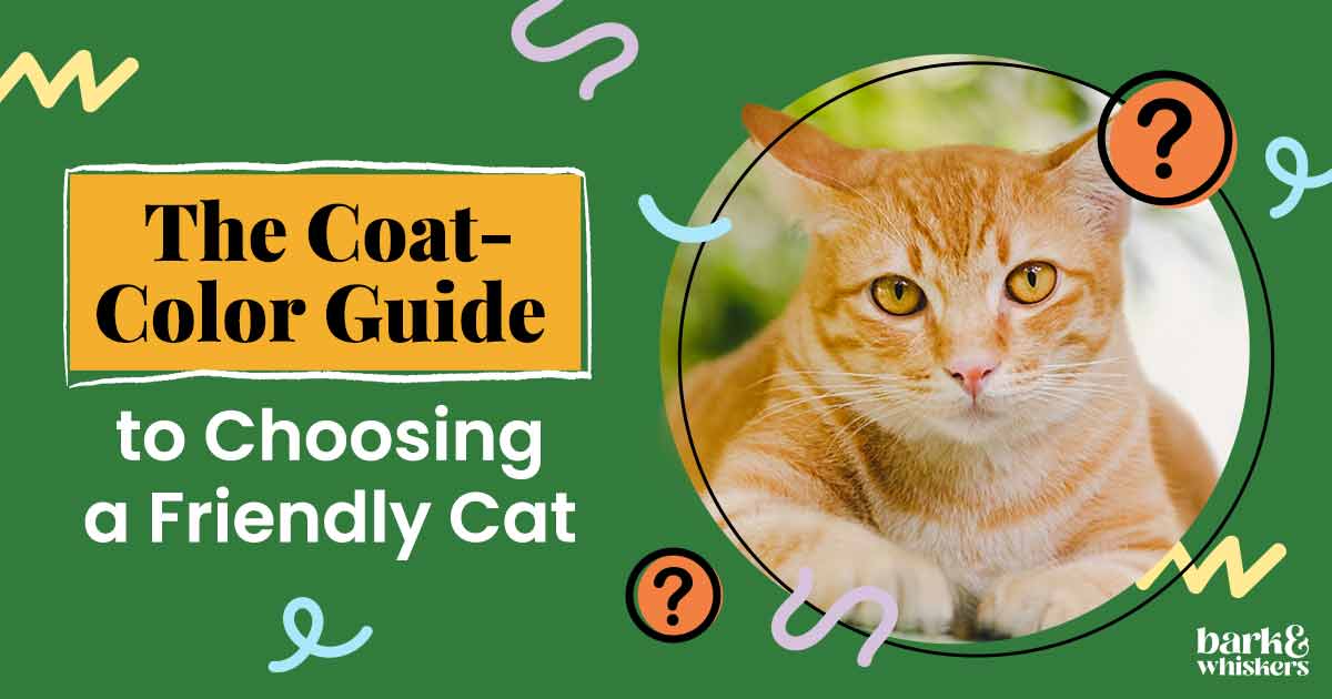 The Coat-Color Guide to Choosing a Friendly Cat