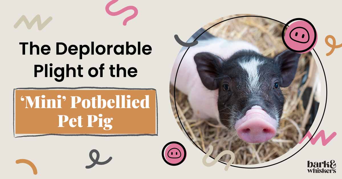 The Deplorable Plight of the 'Mini' Potbellied Pet Pig