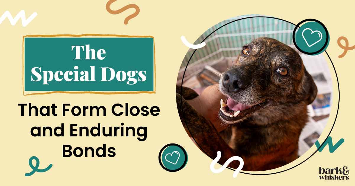 How Do You Bond With A New Rescue Dog