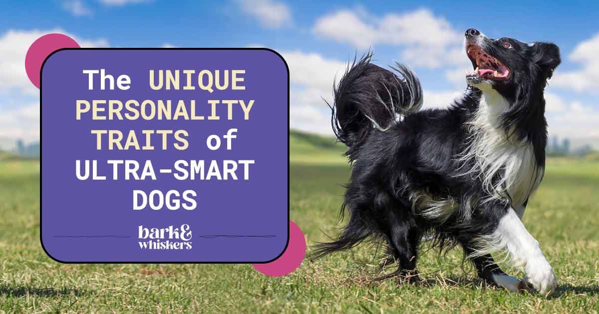 The Unique Personality Traits of Ultra-Smart Dogs
