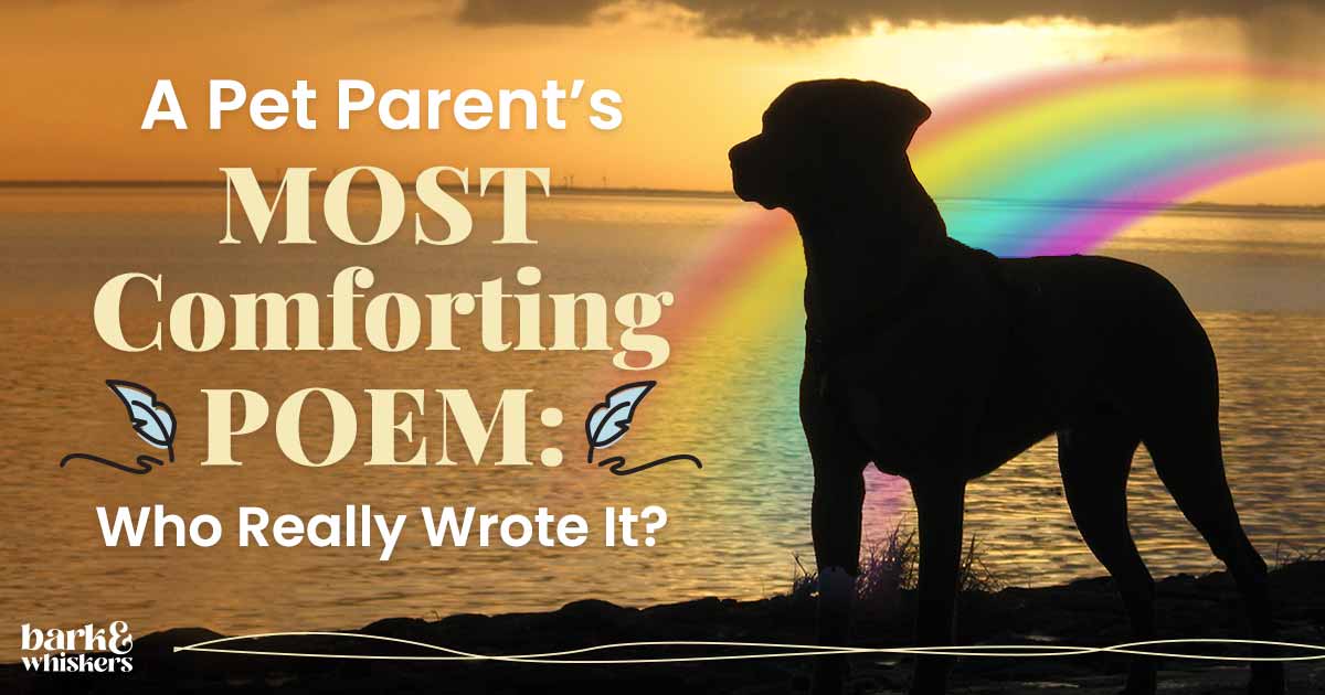 The Rainbow Bridge: Who Wrote This Comforting Pet Parent’s Poem?