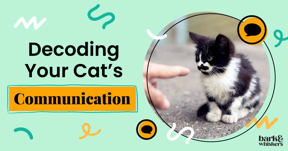 The Wondrous Ways Cats Communicate With Humans