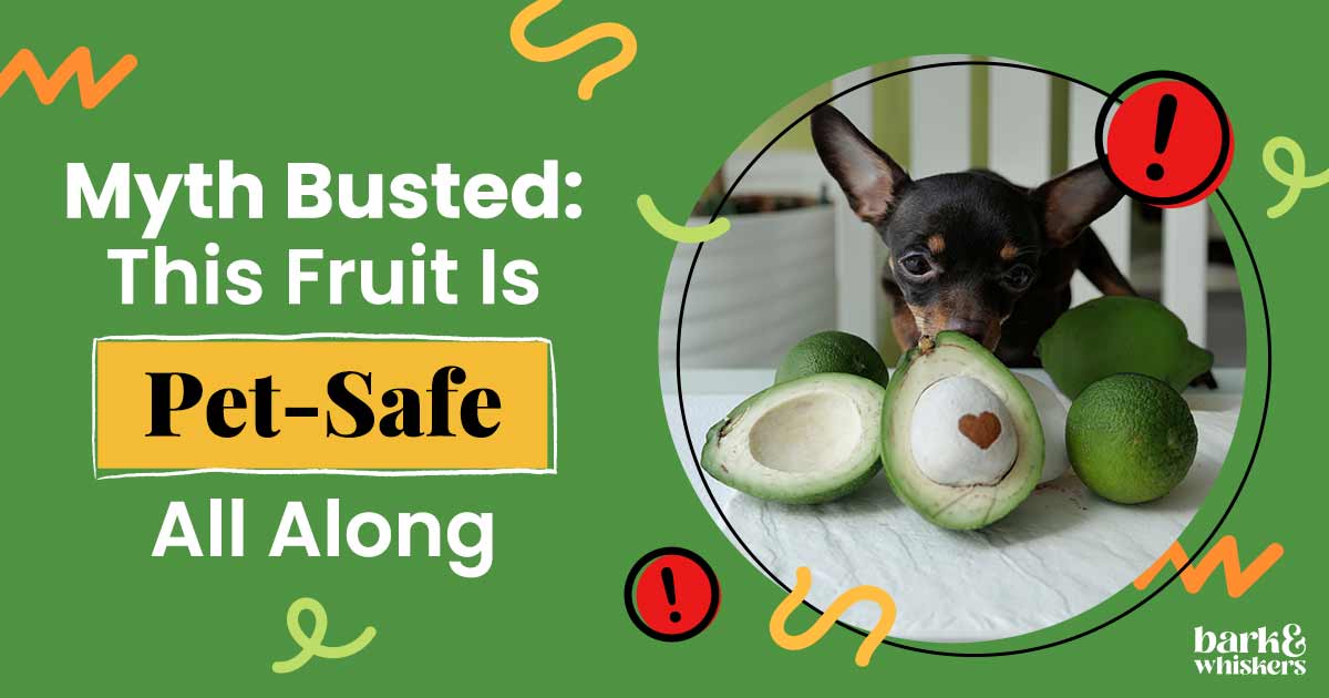 Is Avocado Making Dog Owners Fear Fresh Foods?