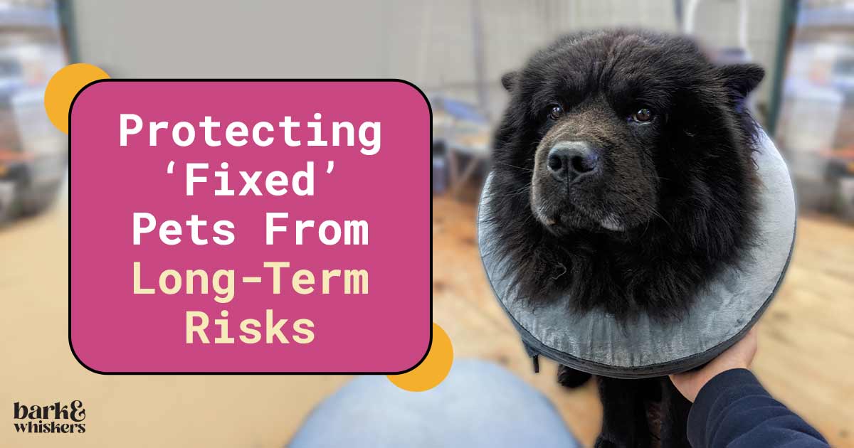 How Long After Neutering Is Testosterone Gone In Dogs