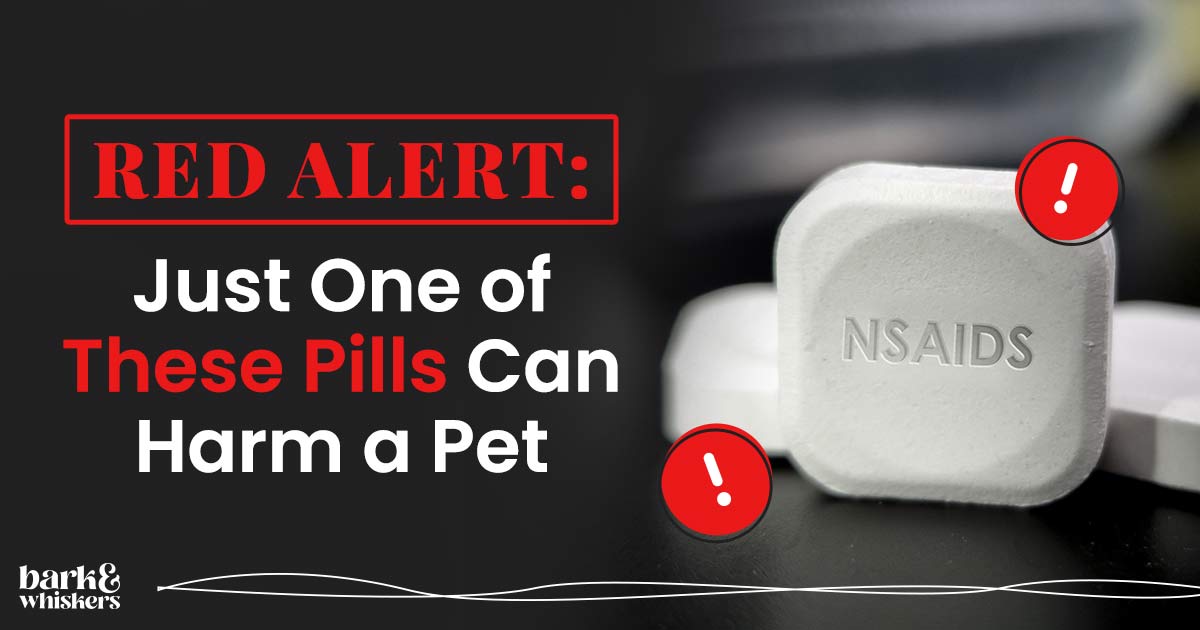 Be Aware, This Human Medication Could Kill Your Pet | Doberman Chat Forum
