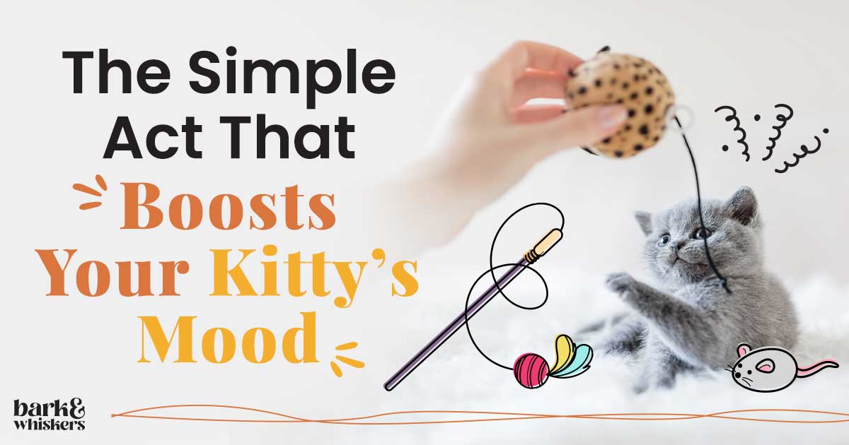 Playtime Can Be Simple Way to Boost Your Cat's Quality of Life
