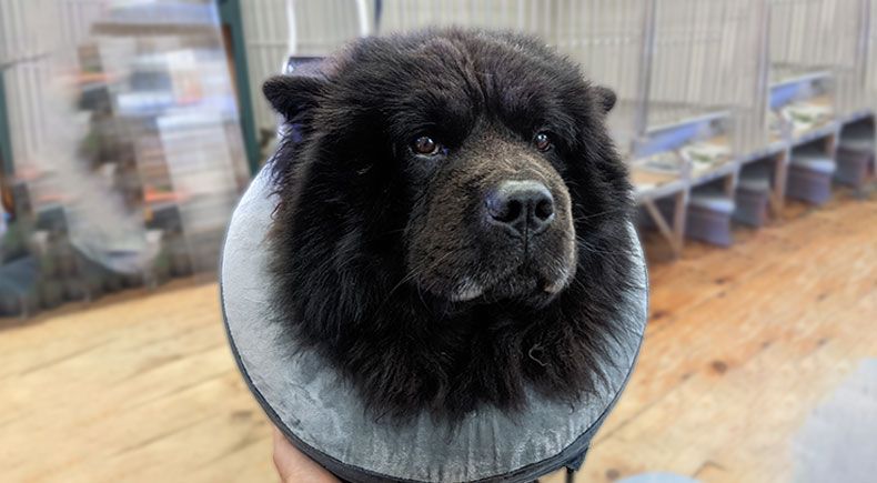 How Long After Neutering Is Testosterone Gone In Dogs