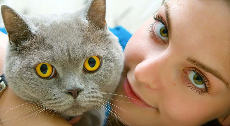 Hypoallergenic Cats Genetically Modified