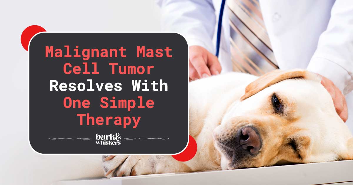 Ketogenic Metabolic Therapy Resolves Malignant Mast Cell Tumor