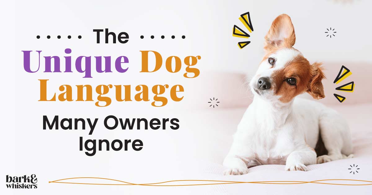 The Unique Dog Language Many Owners Ignore
