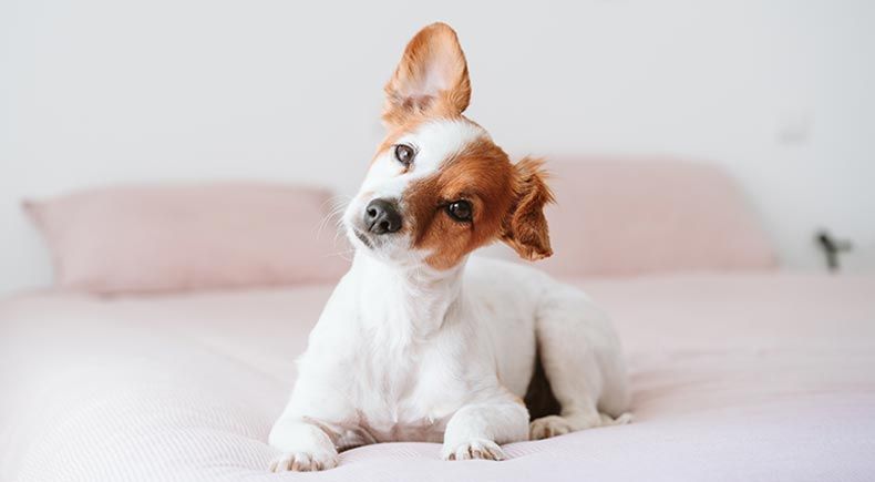 Ringworm In Dogs Ears