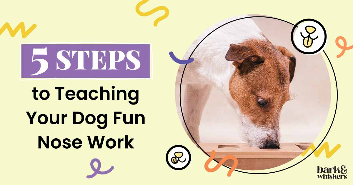 5 Steps to Teaching Your Dog Fun Nose Work