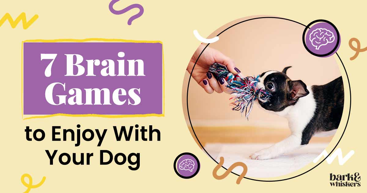 7 Brain Games to Enjoy With Your Dog