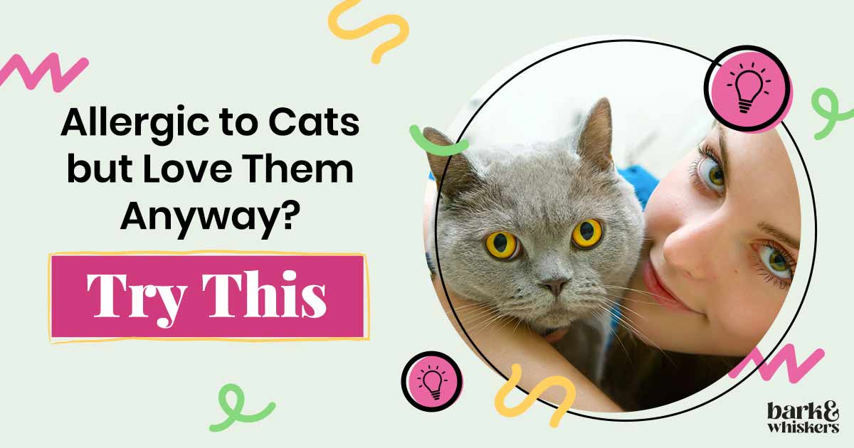 Allergic to Cats but Love Them Anyway? Try This