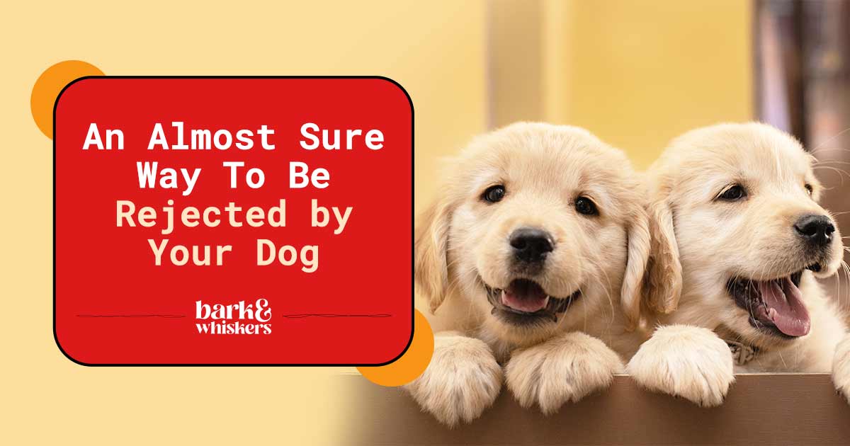 Littermate Syndrome in Dogs