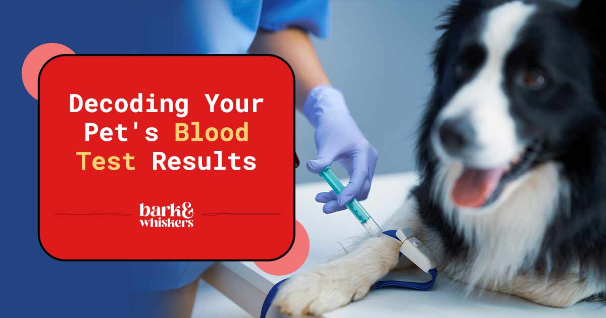Decoding Your Pet's Blood Test Results