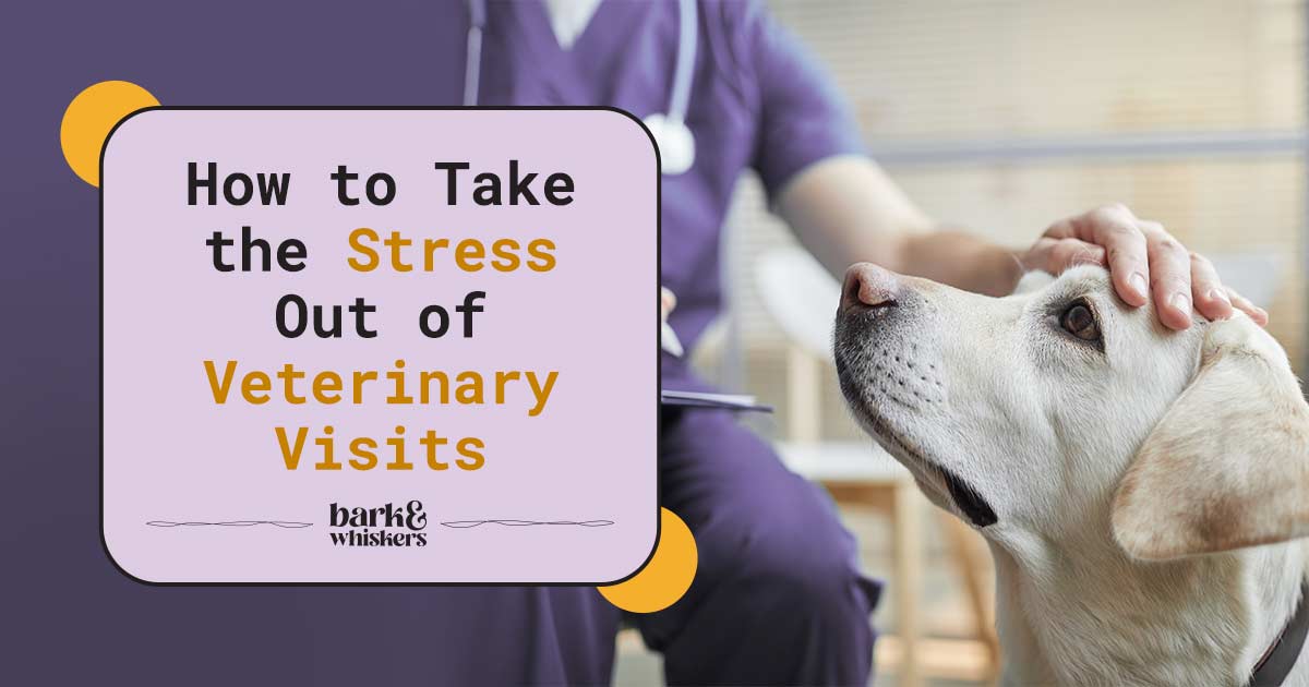 How to Take the Stress Out of Veterinary Visits