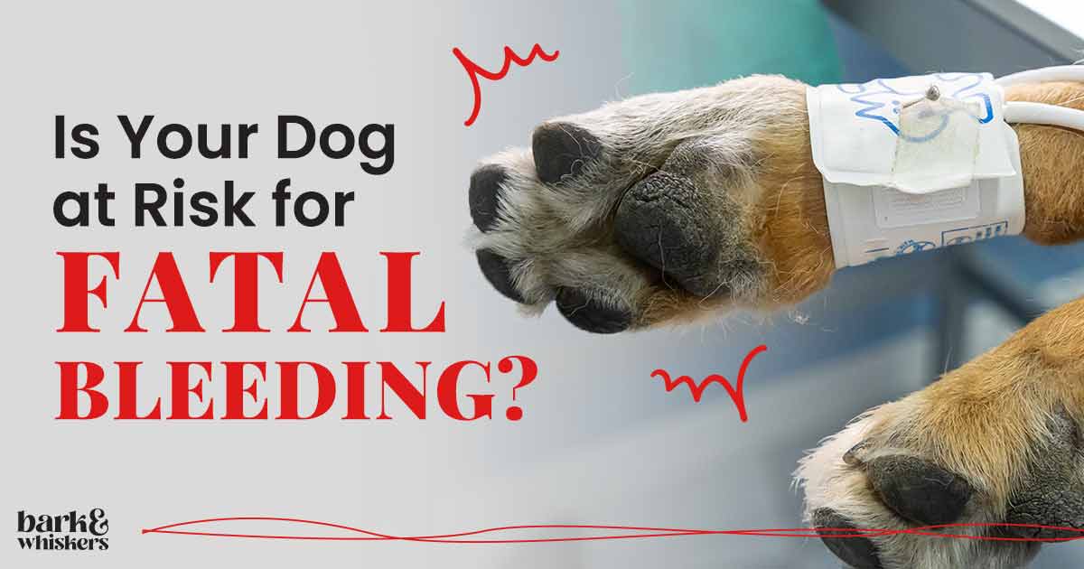 Is Your Dog at Risk for Fatal Bleeding?