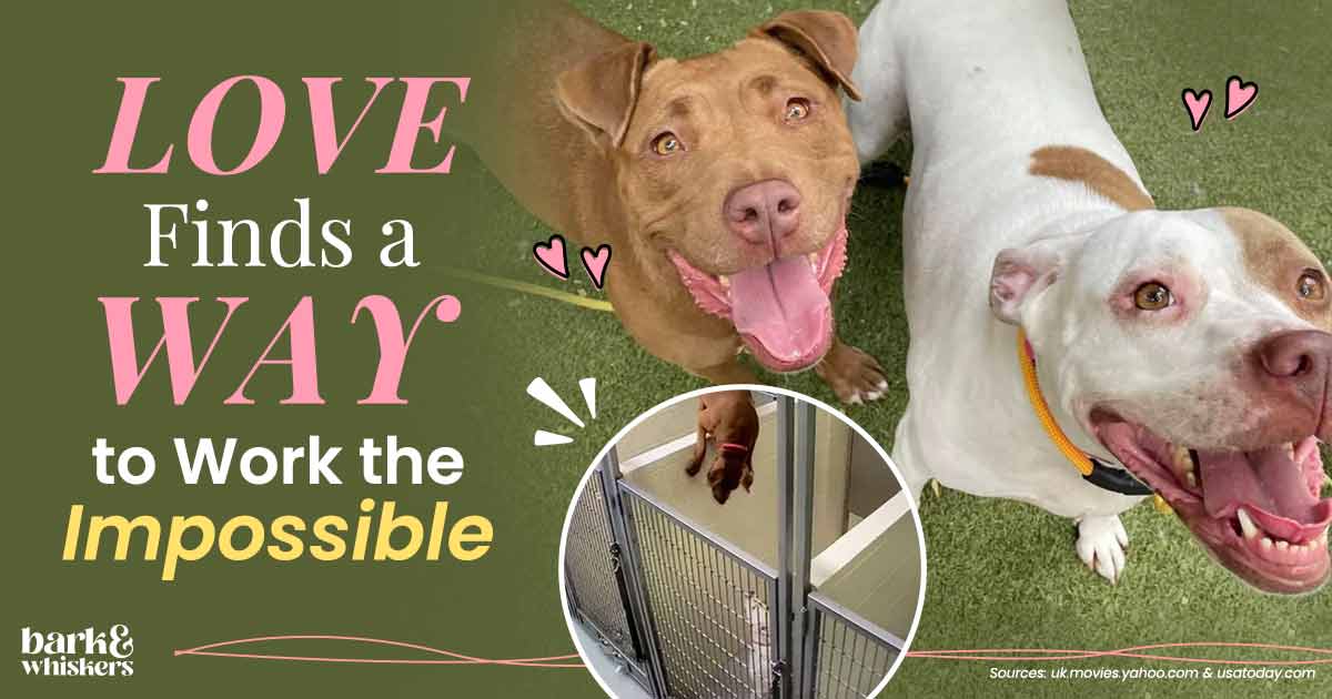 Love Finds a Way to Work the Impossible