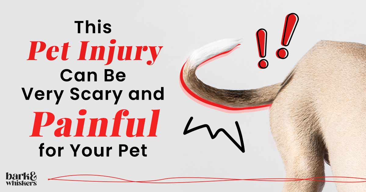 Tail Injury Can Be Very Scary and Painful for Your Pet